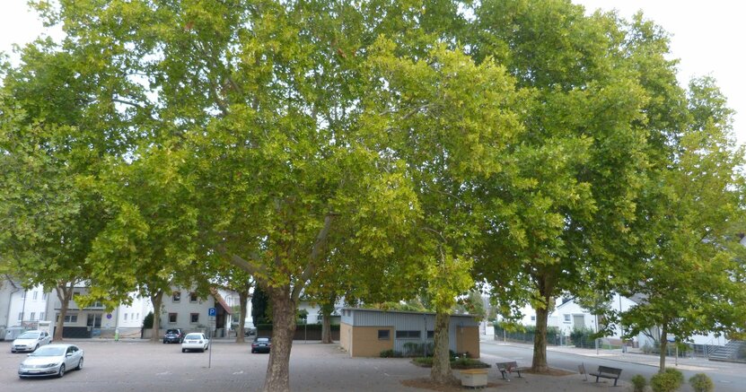 Büchnerstadt Riedstadt